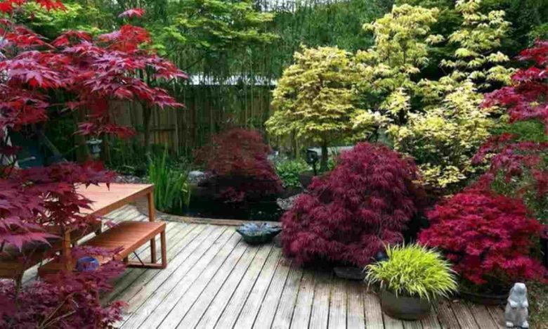 10 piante sempreverdi da balcone da mettere in vaso
