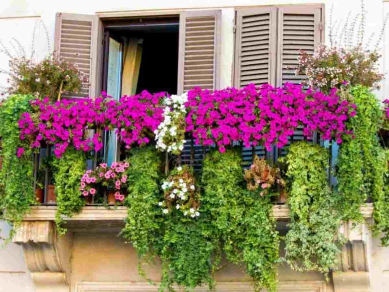 10 piante sempreverdi da balcone da mettere in vaso