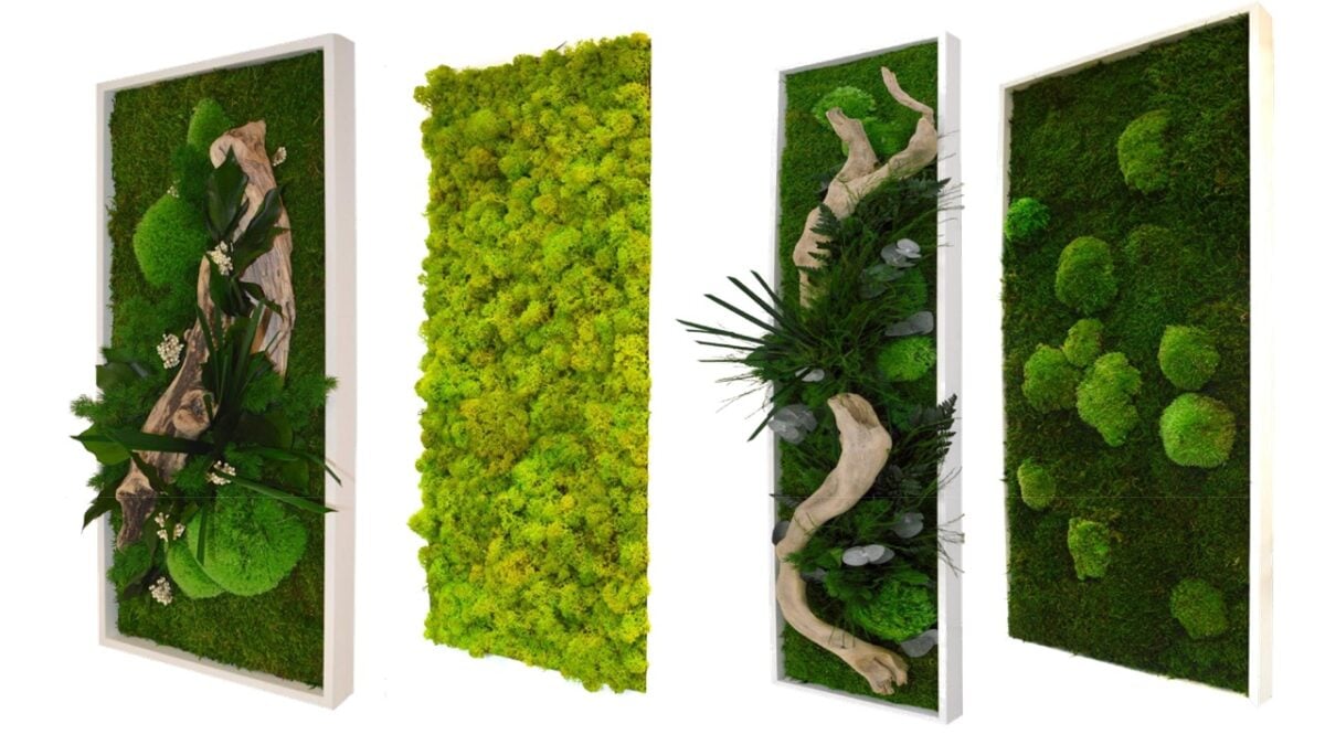 Idee e suggerimenti per abbellire casa con le piante stabilizzate