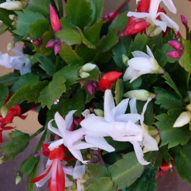 Stufi della Stella di Natale? Depurate casa tutto l'anno con la pianta ...